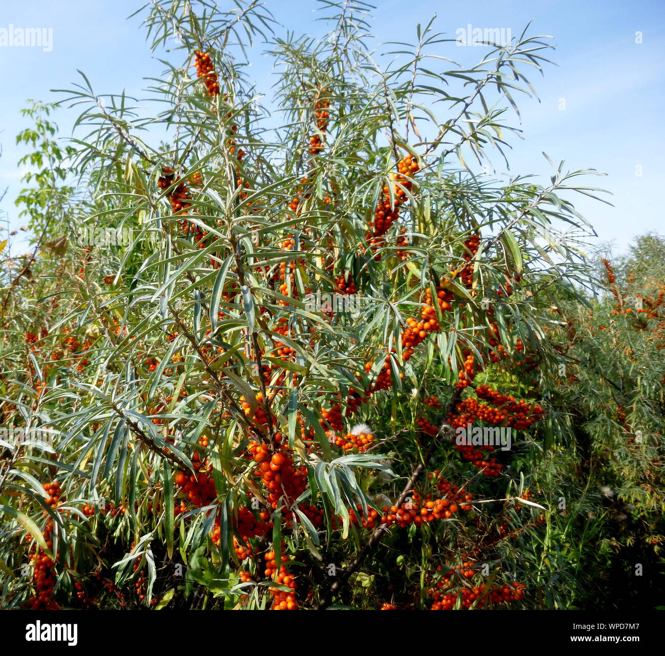 Sea buckthorn berries on a branch. Hippophae rhamnoides Stock Photo - Alamy
