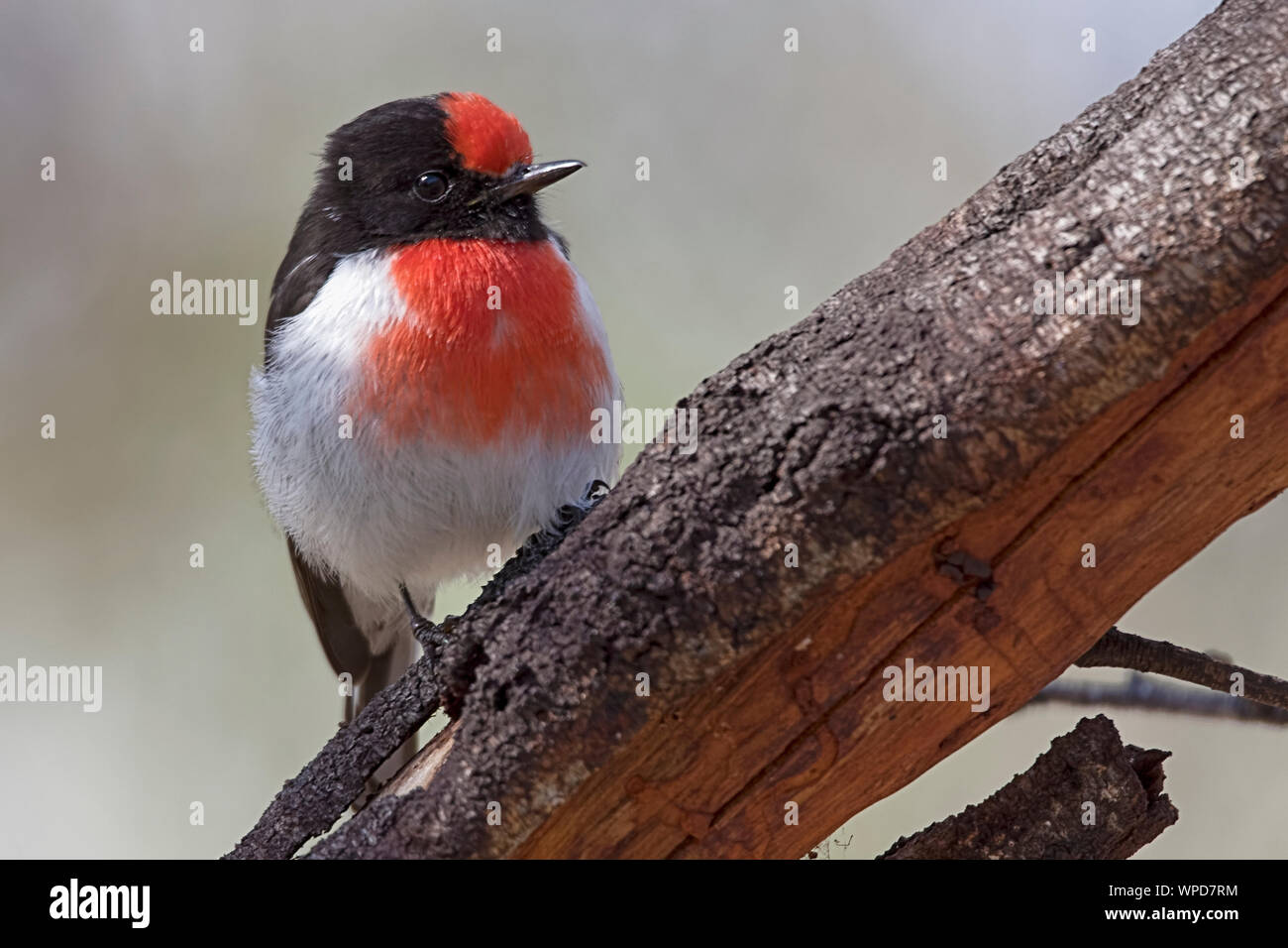 Male Red-capped Robin (Petroica goodenovii), Woodlands Historic Park ...
