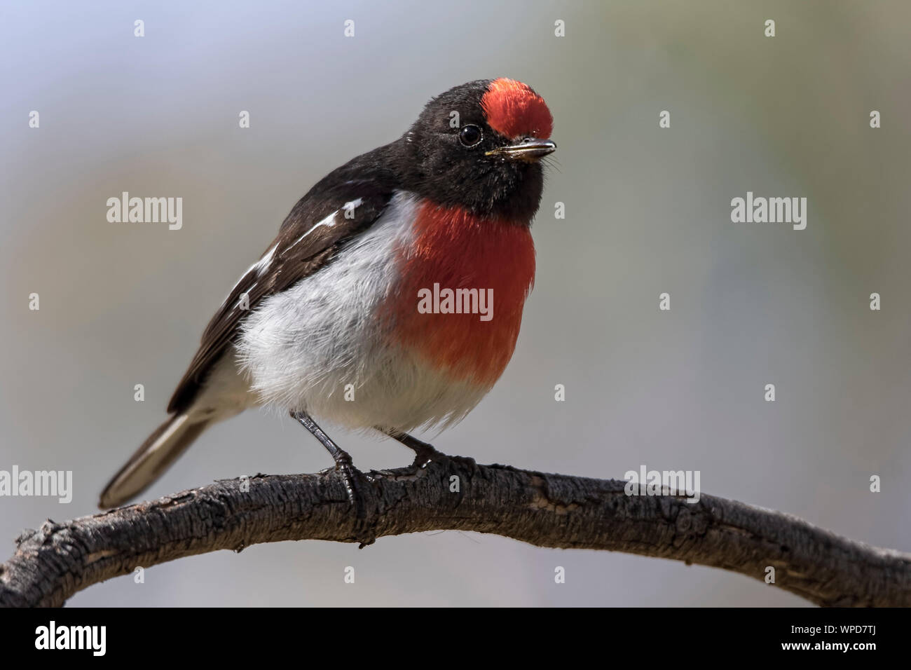 Male Red-capped Robin (Petroica goodenovii), Woodlands Historic Park ...