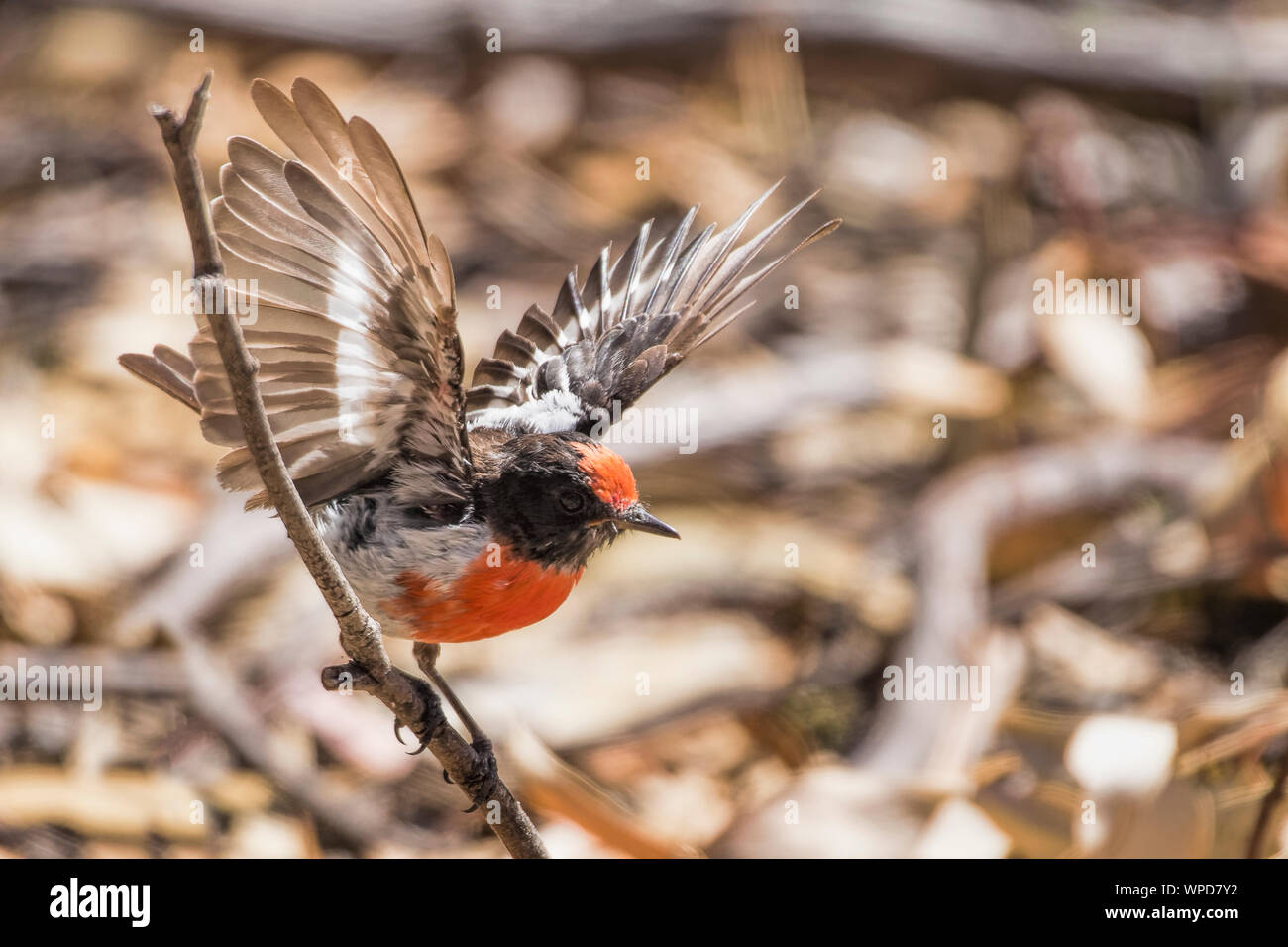 Male Red-capped Robin (Petroica goodenovii), Woodlands Historic Park ...