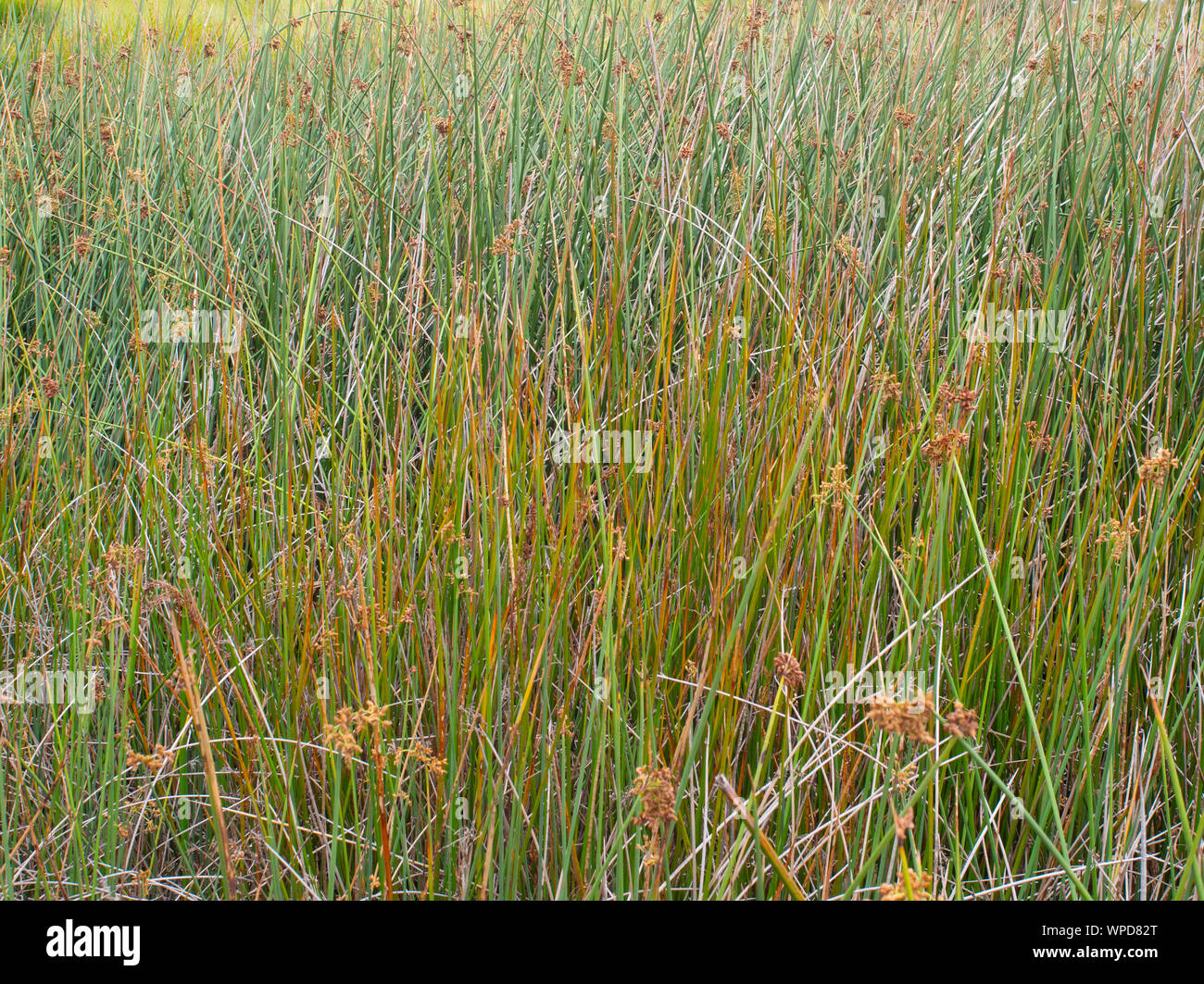 Overgrown garden grass hi-res stock photography and images - Alamy