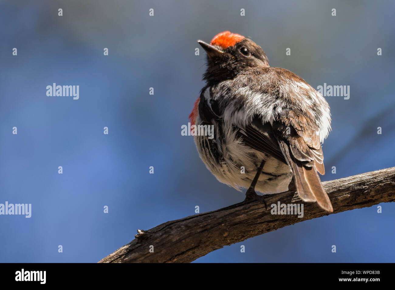 Male Red-capped Robin (Petroica goodenovii), Woodlands Historic Park ...