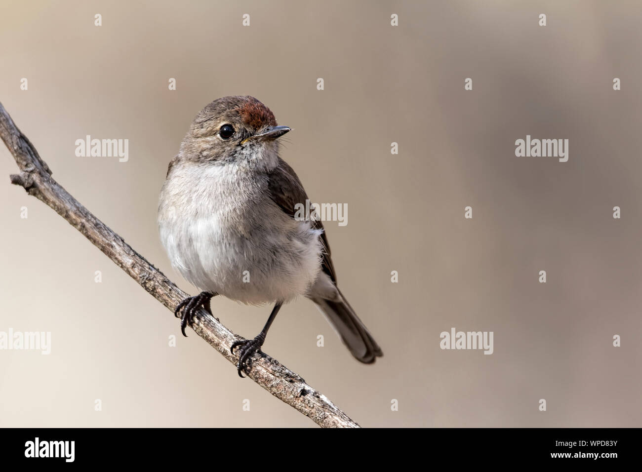 Young Red-capped Robin (Petroica goodenovii), Woodlands Historic Park ...