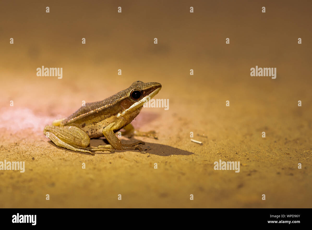 A beautiful golden frog in the habitat Stock Photo - Alamy