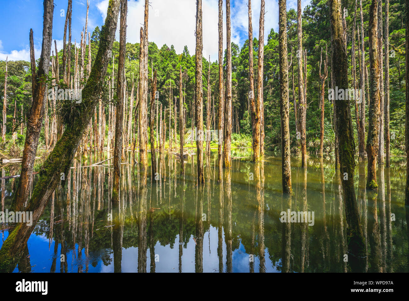 Taiwan forest hi-res stock photography and images - Alamy