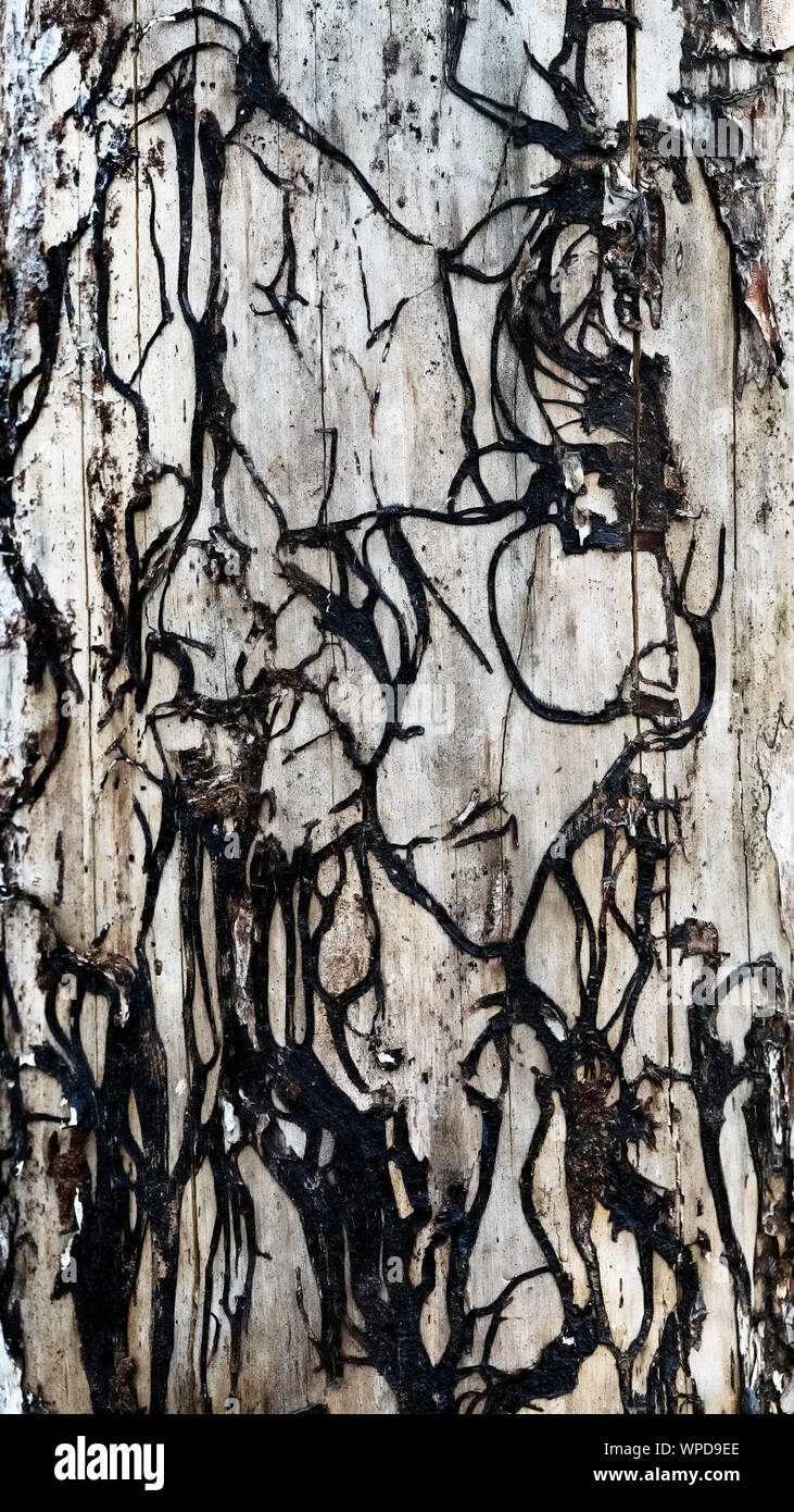 Trunk without bark hi-res stock photography and images - Alamy