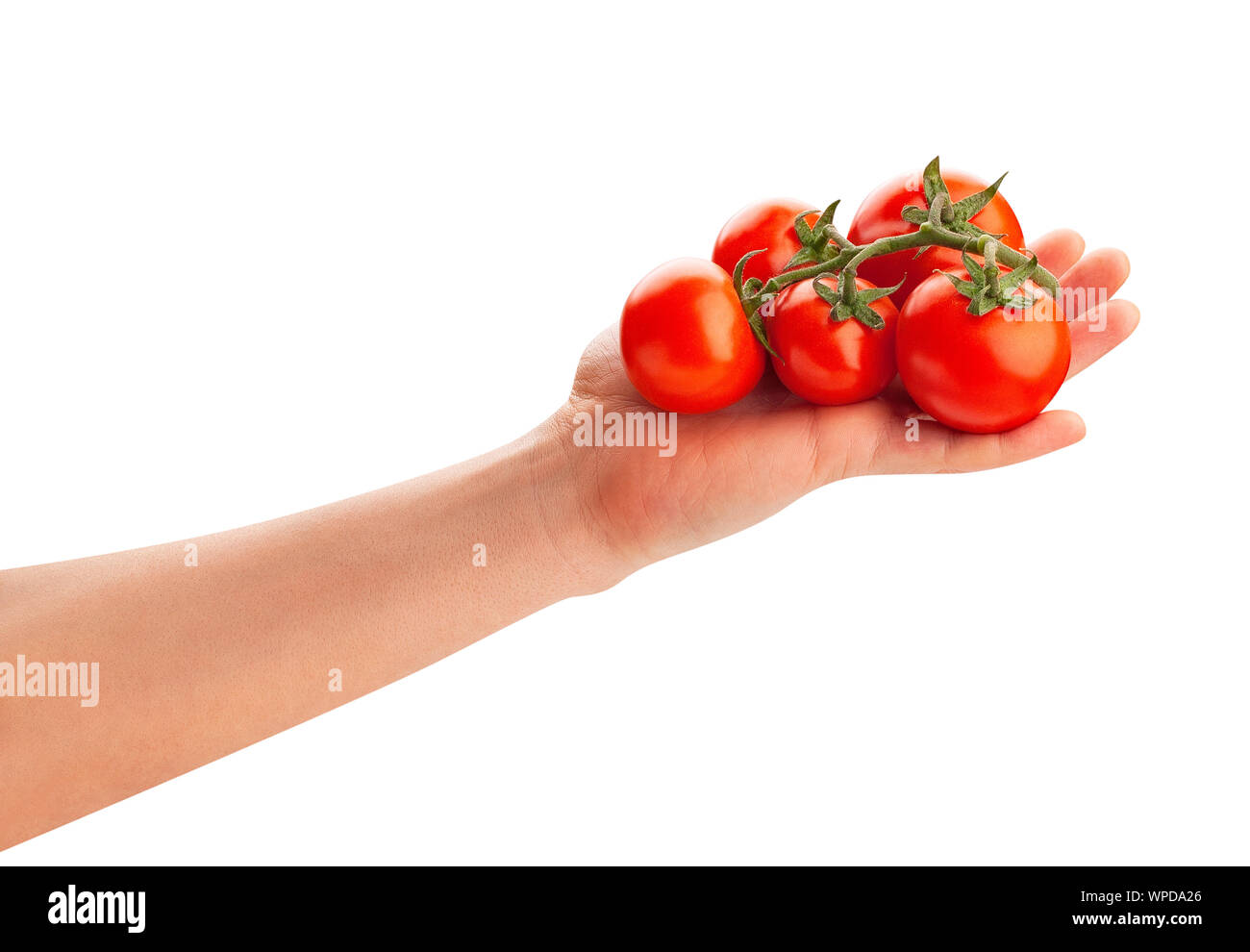 tomato branch in hand path isolated on white Stock Photo - Alamy