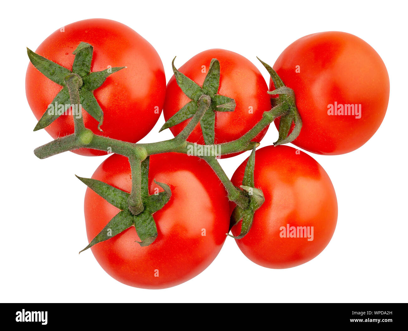 tomato branch path isolated on white Stock Photo - Alamy