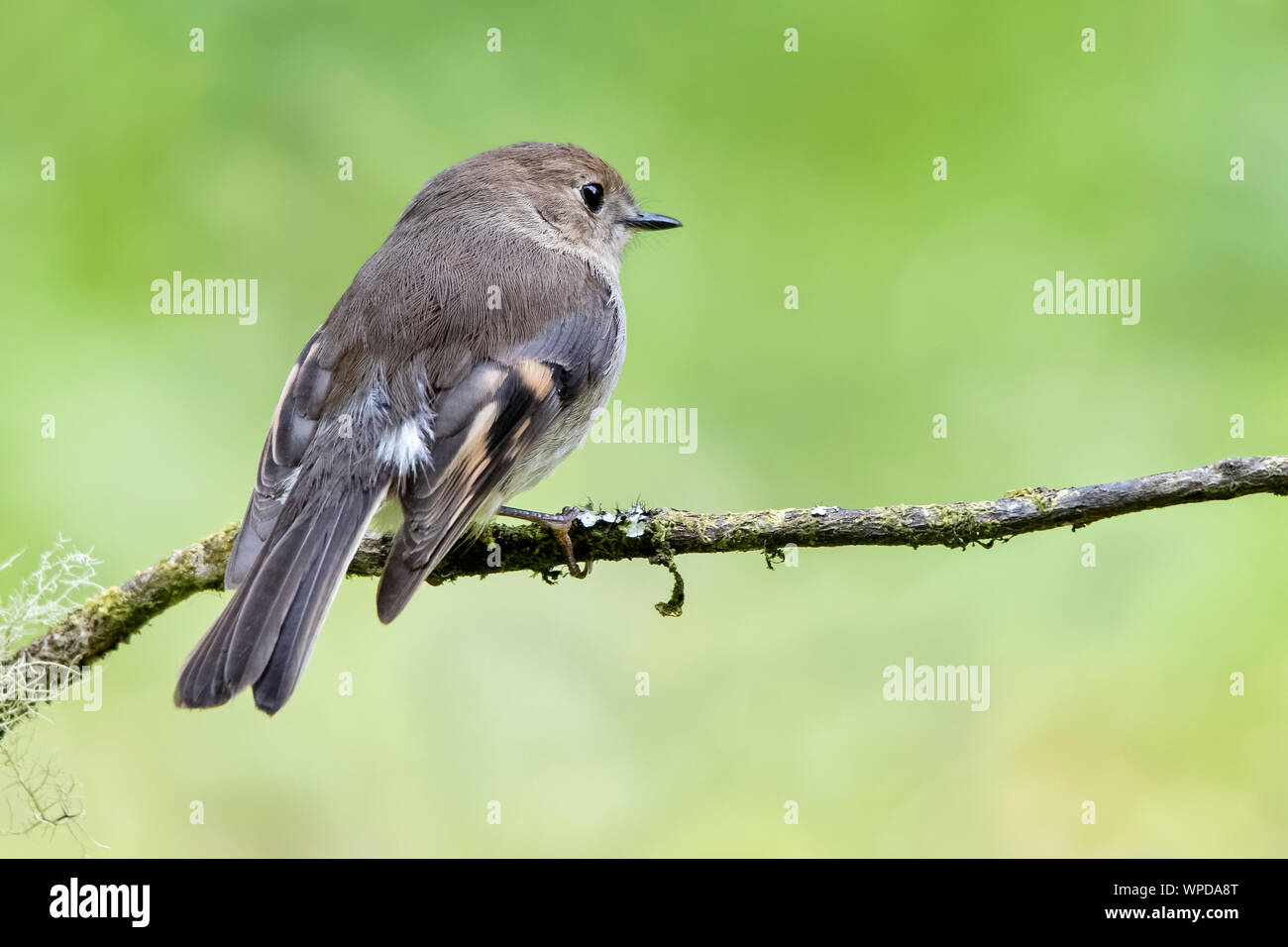 Female Pink Robin (Petroica rodinogaster), Otway Ranges, Great Ocean ...