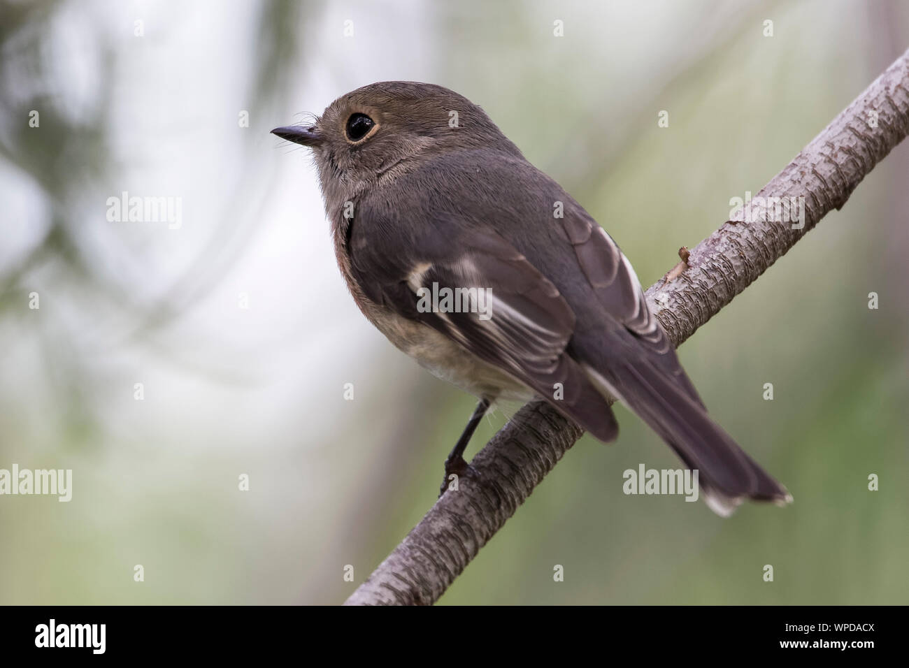 Female Rose Robin (Petroica rosea), Woodlands Historic Park, Greenvale ...