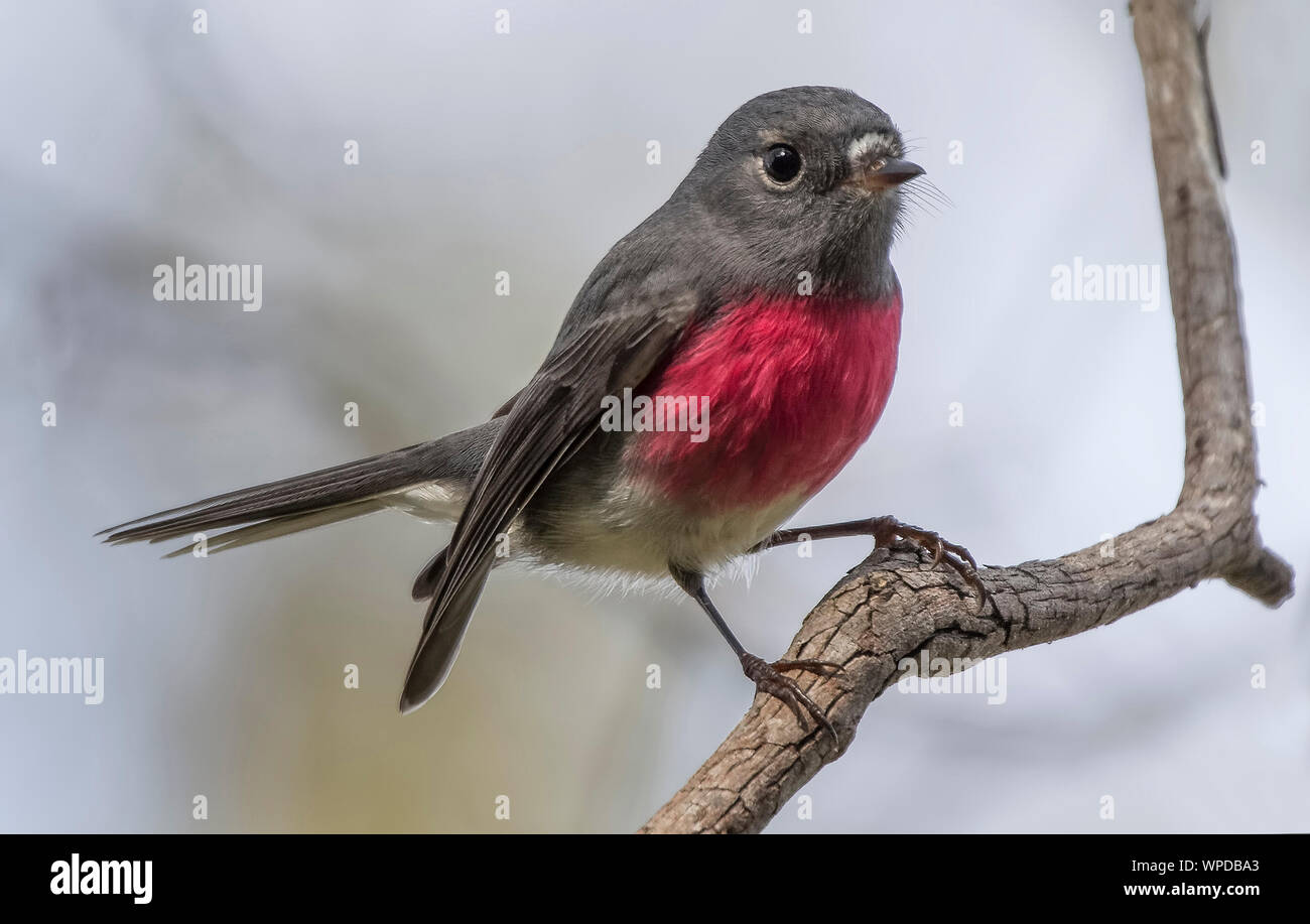 Male Rose Robin (Petroica rosea), Woodlands Historic Park, Greenvale ...