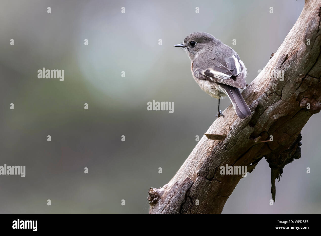 Scarlet robin petroica boodang hi-res stock photography and images - Alamy