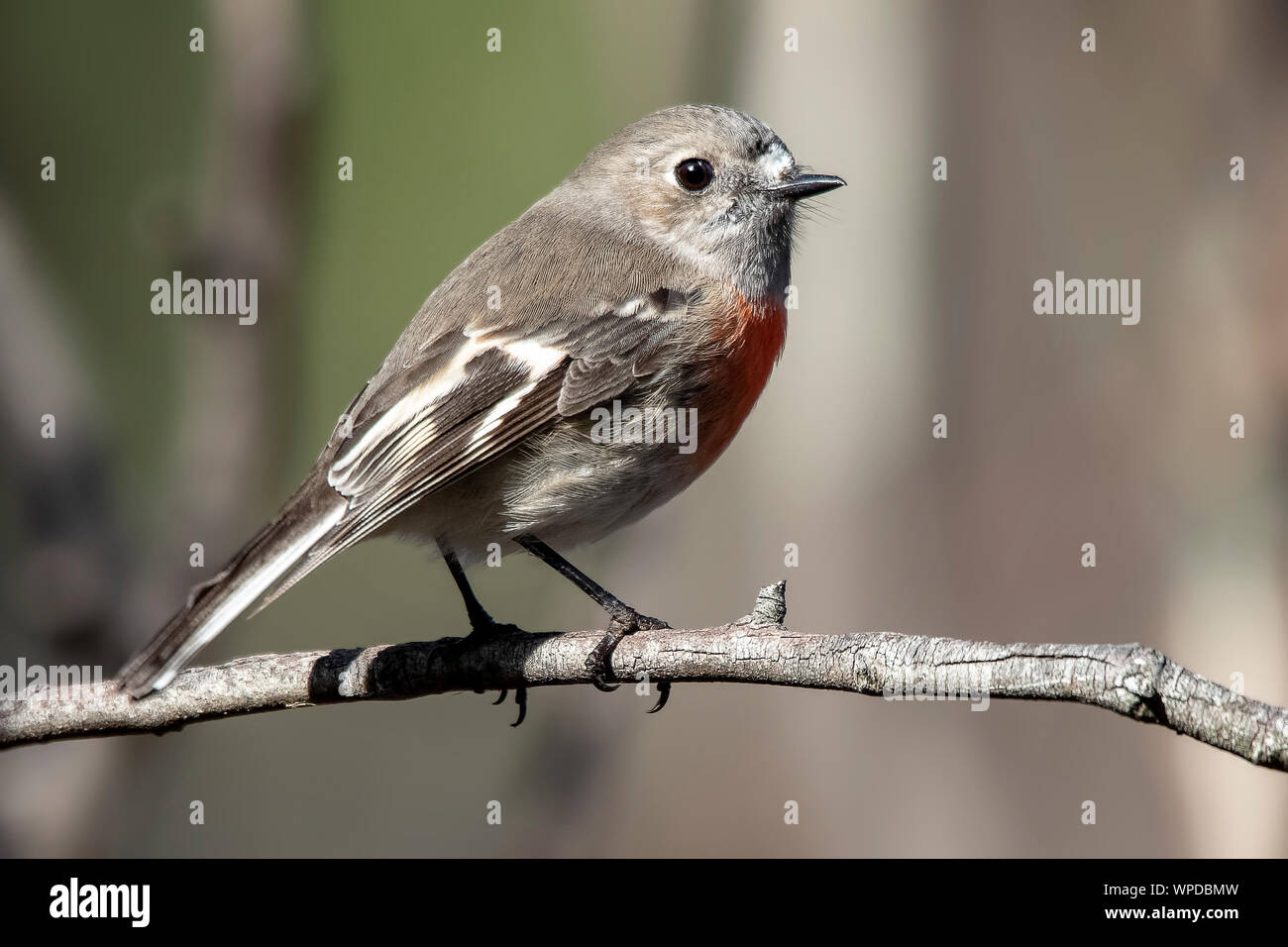 Scarlet robin hi-res stock photography and images - Alamy