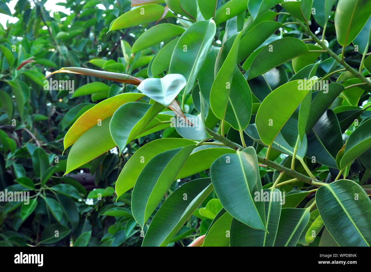 Rubber fig's big smooth green leaf ficus benjamina, ficus elastica ...