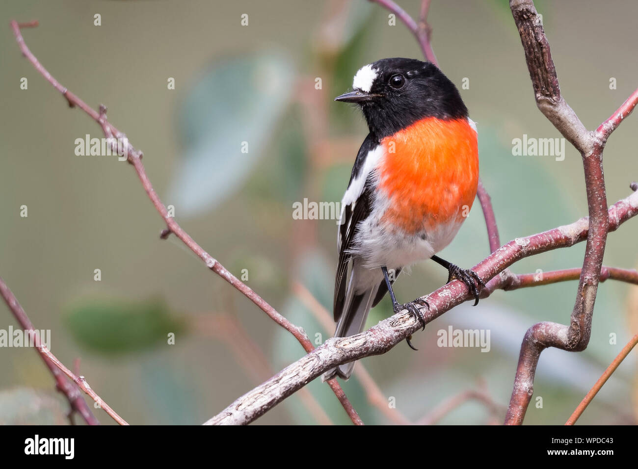 Australian Scarlet Robin High Resolution Stock Photography and Images ...