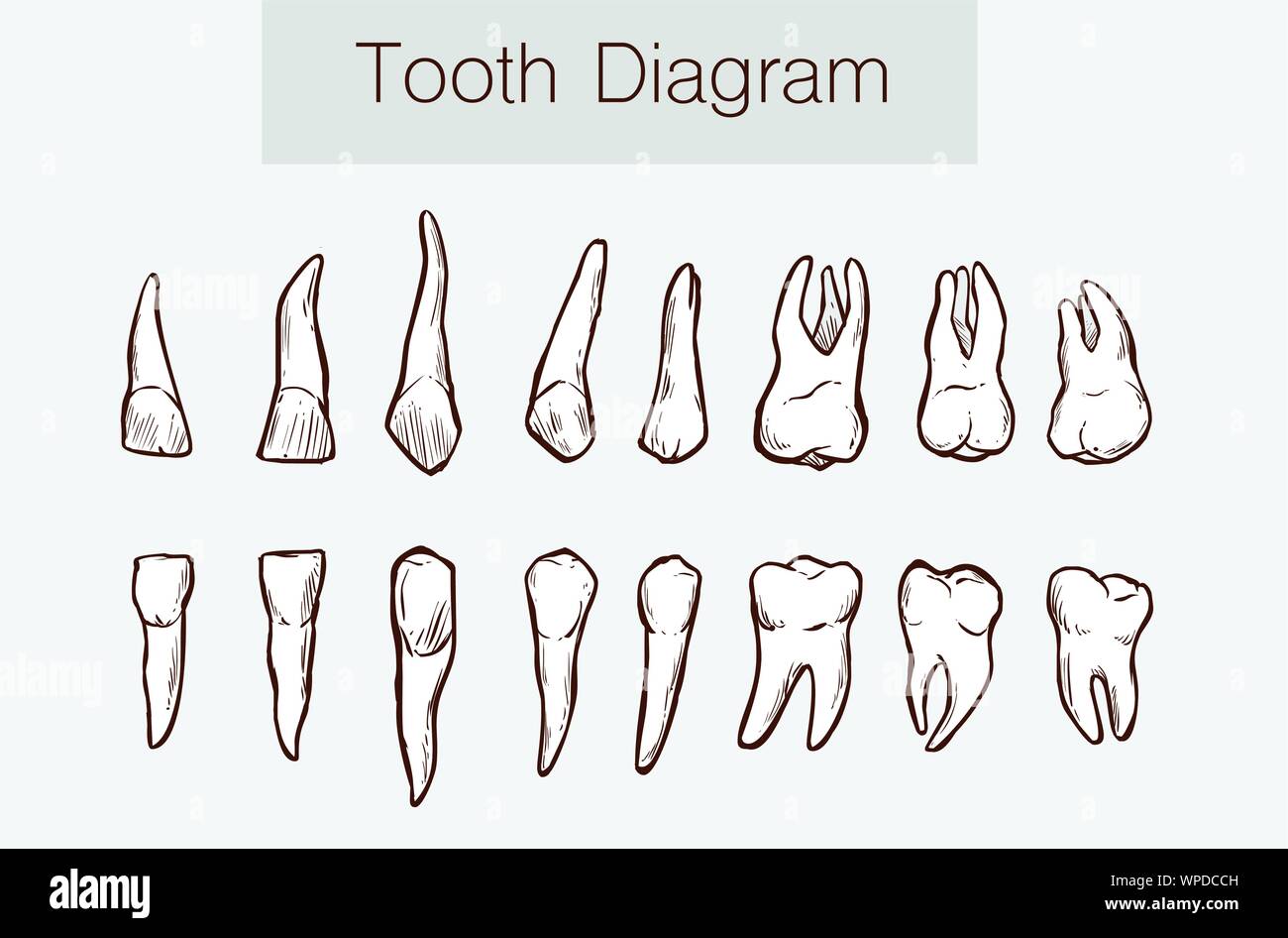 Vector illustration of a Teeth anatomy Stock Vector Image & Art - Alamy
