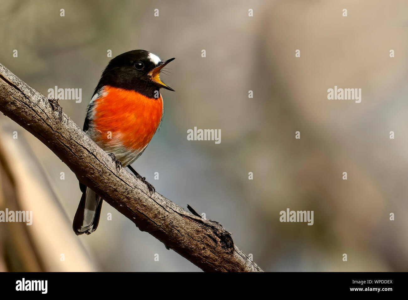 Australian scarlet robin hi-res stock photography and images - Alamy