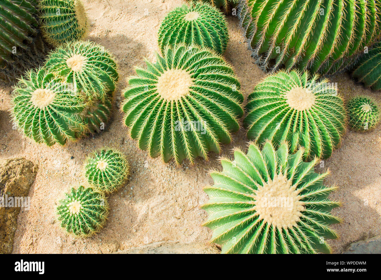 Cactus in gardens are a beautiful and natural Stock Photo - Alamy