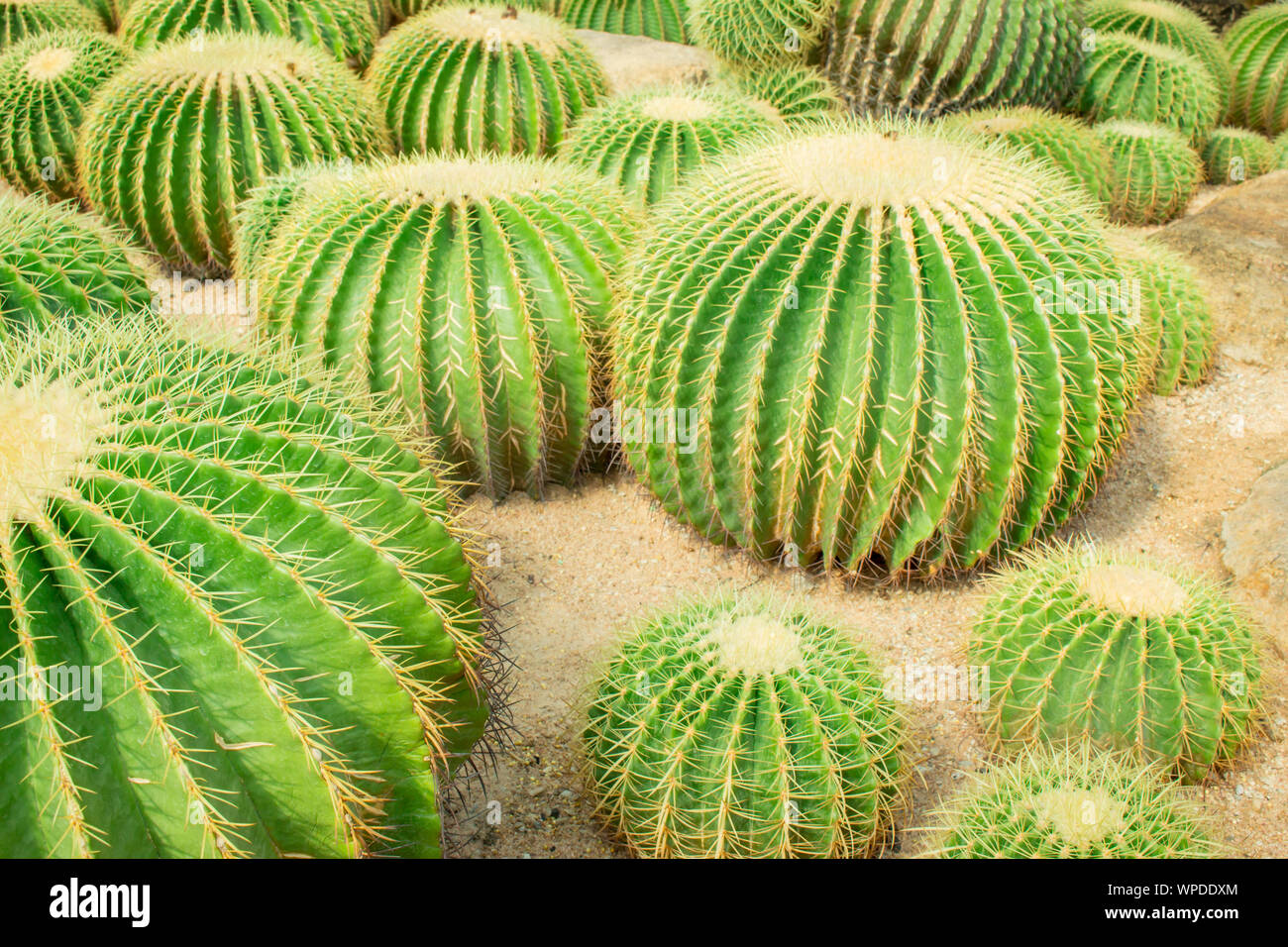 Cactus in gardens are a beautiful and natural Stock Photo - Alamy