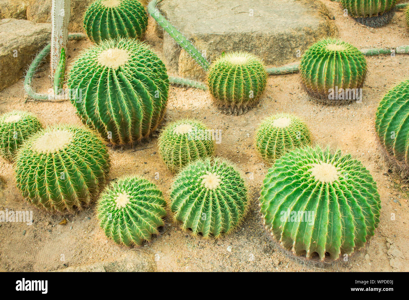 Cactus in gardens are a beautiful and natural Stock Photo - Alamy