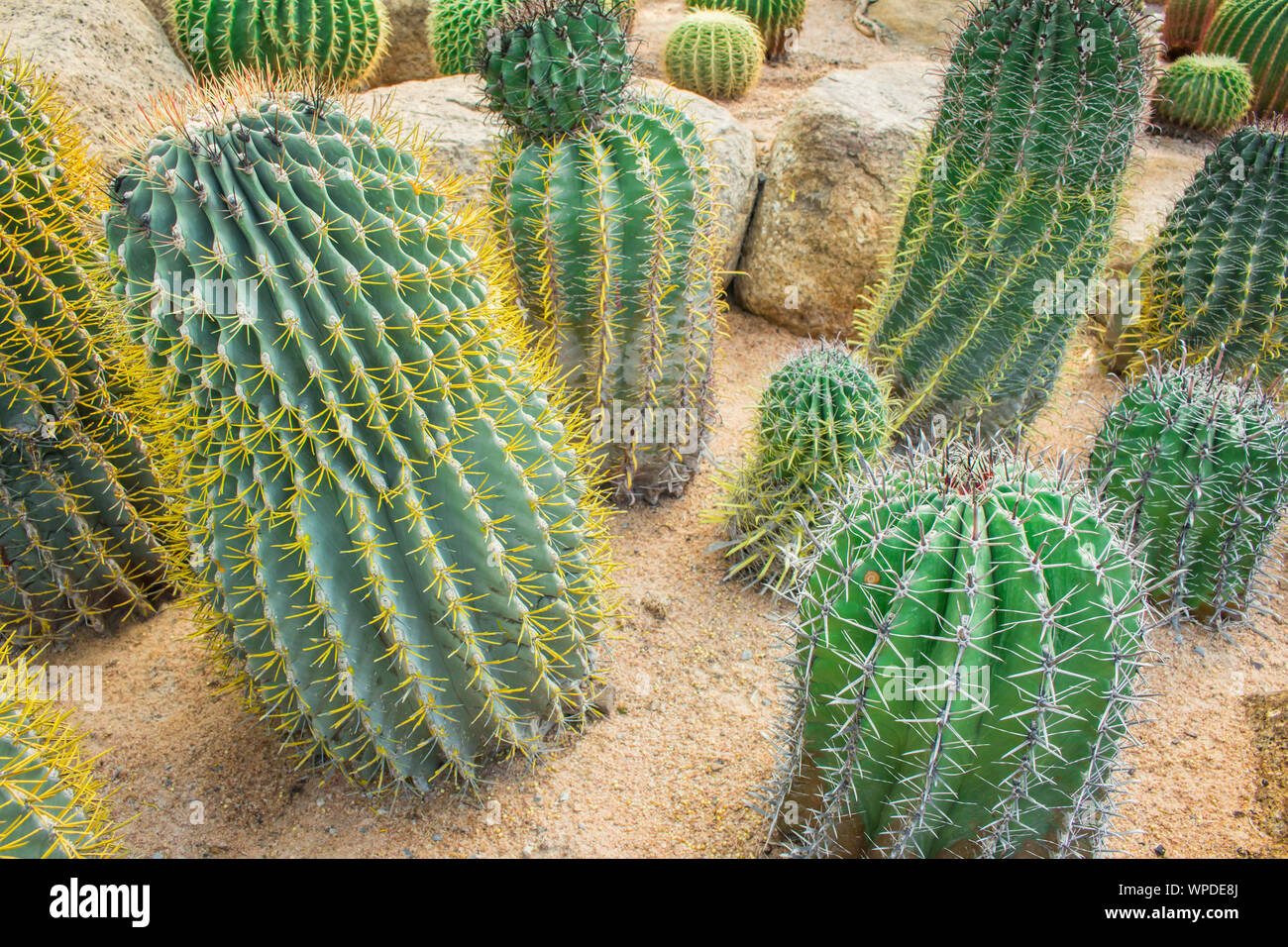 Cactus in gardens are a beautiful and natural Stock Photo - Alamy