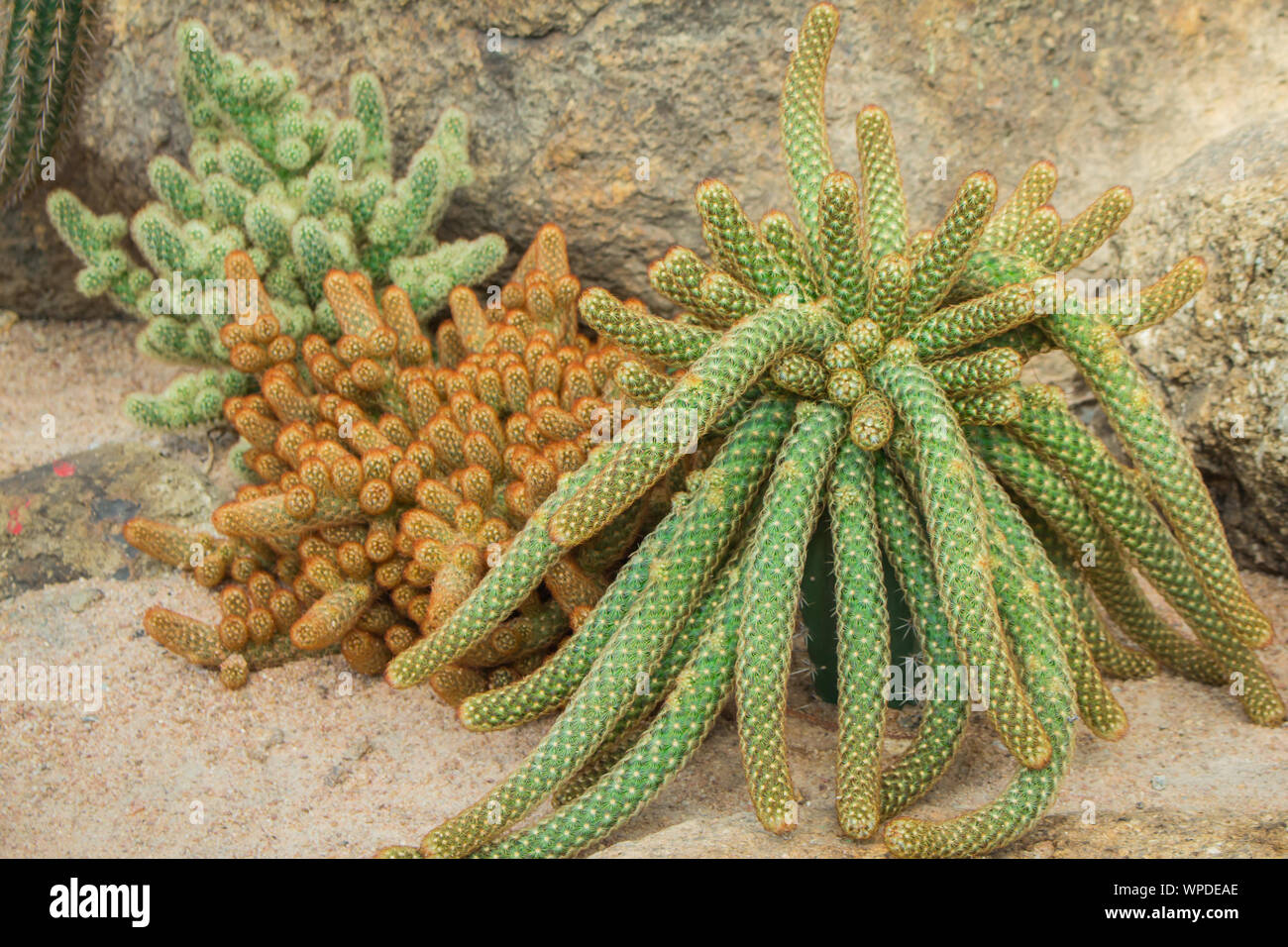 Cactus in gardens are a beautiful and natural Stock Photo - Alamy