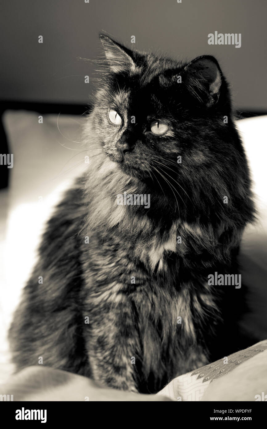 Tortoiseshell and white cat hi-res stock photography and images - Alamy