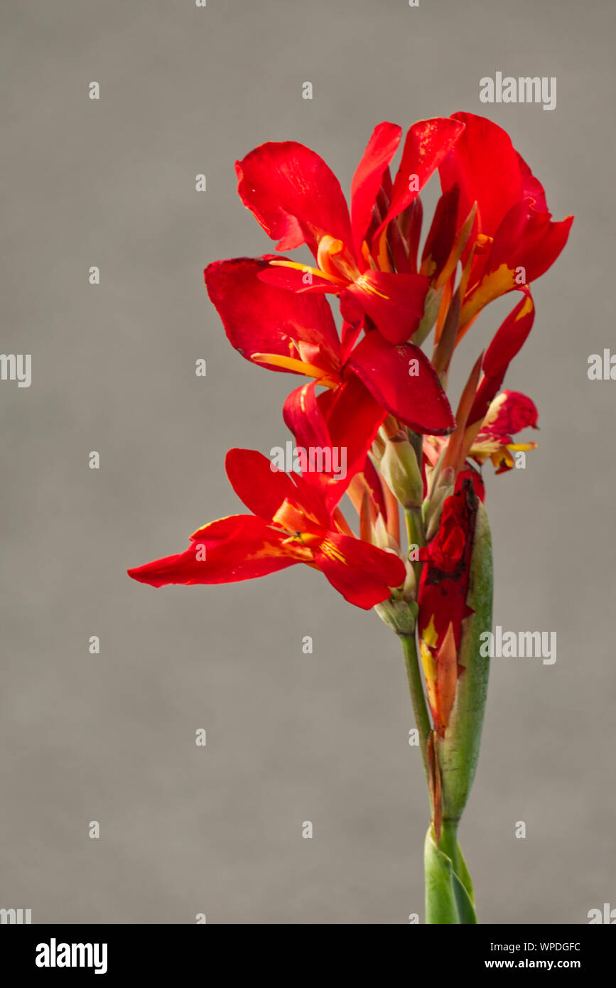 Red canna lily hi-res stock photography and images - Alamy