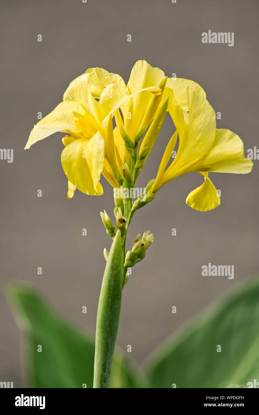 Yellow canna lily hi-res stock photography and images - Alamy
