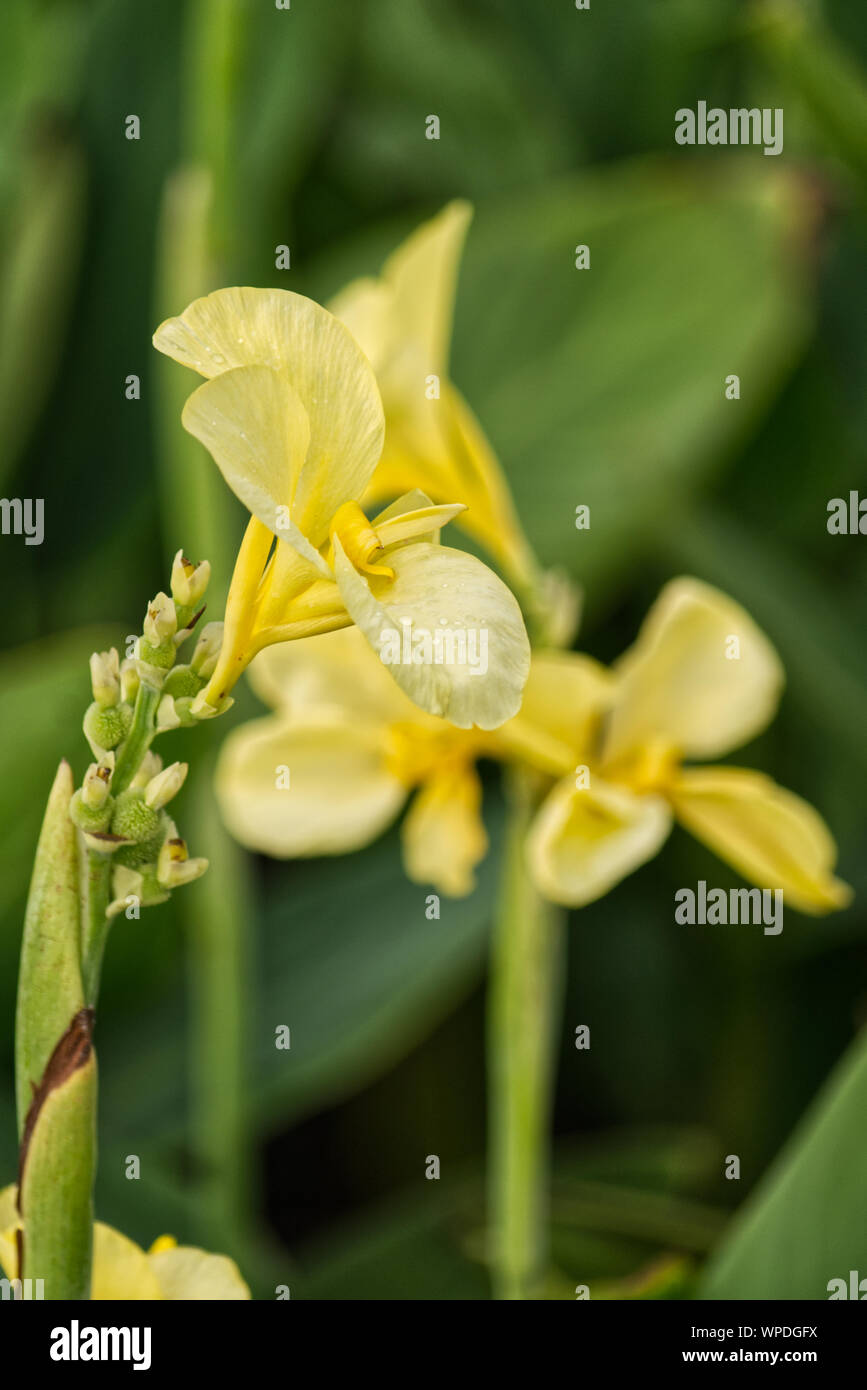 Yellow canna lily hi-res stock photography and images - Alamy
