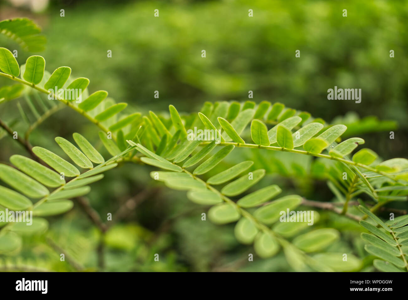 Tamarind leaves hi-res stock photography and images - Alamy