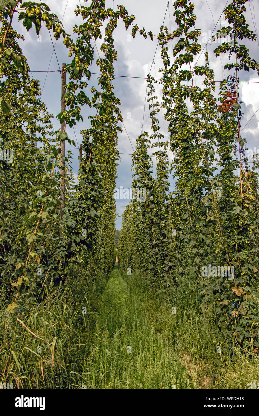Alley inside tall green hops field. Hop field before the harvest, Czech ...
