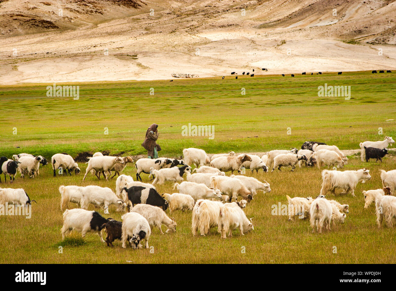 Indian shepherd herd sheeps hi-res stock photography and images - Alamy