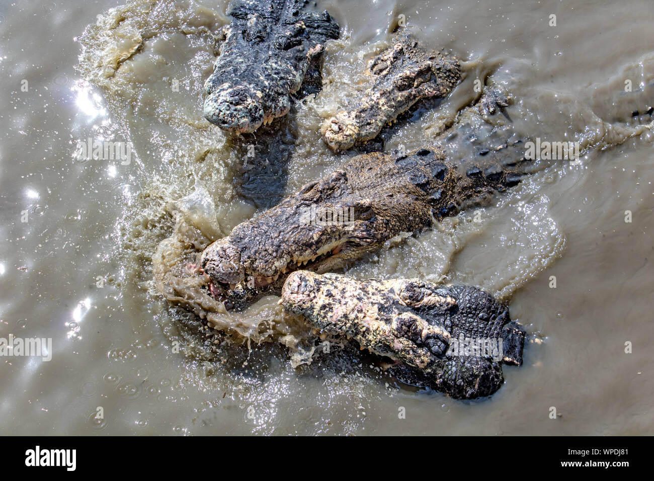 A group of crocodiles in the water fighting about meat. Hungry ...
