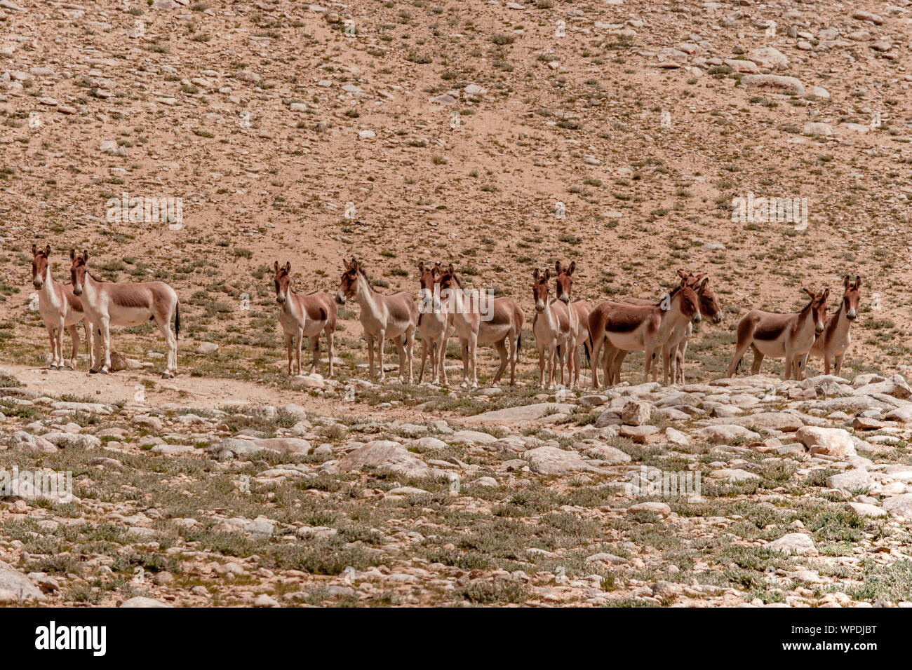 Kiang donkey hi-res stock photography and images - Alamy