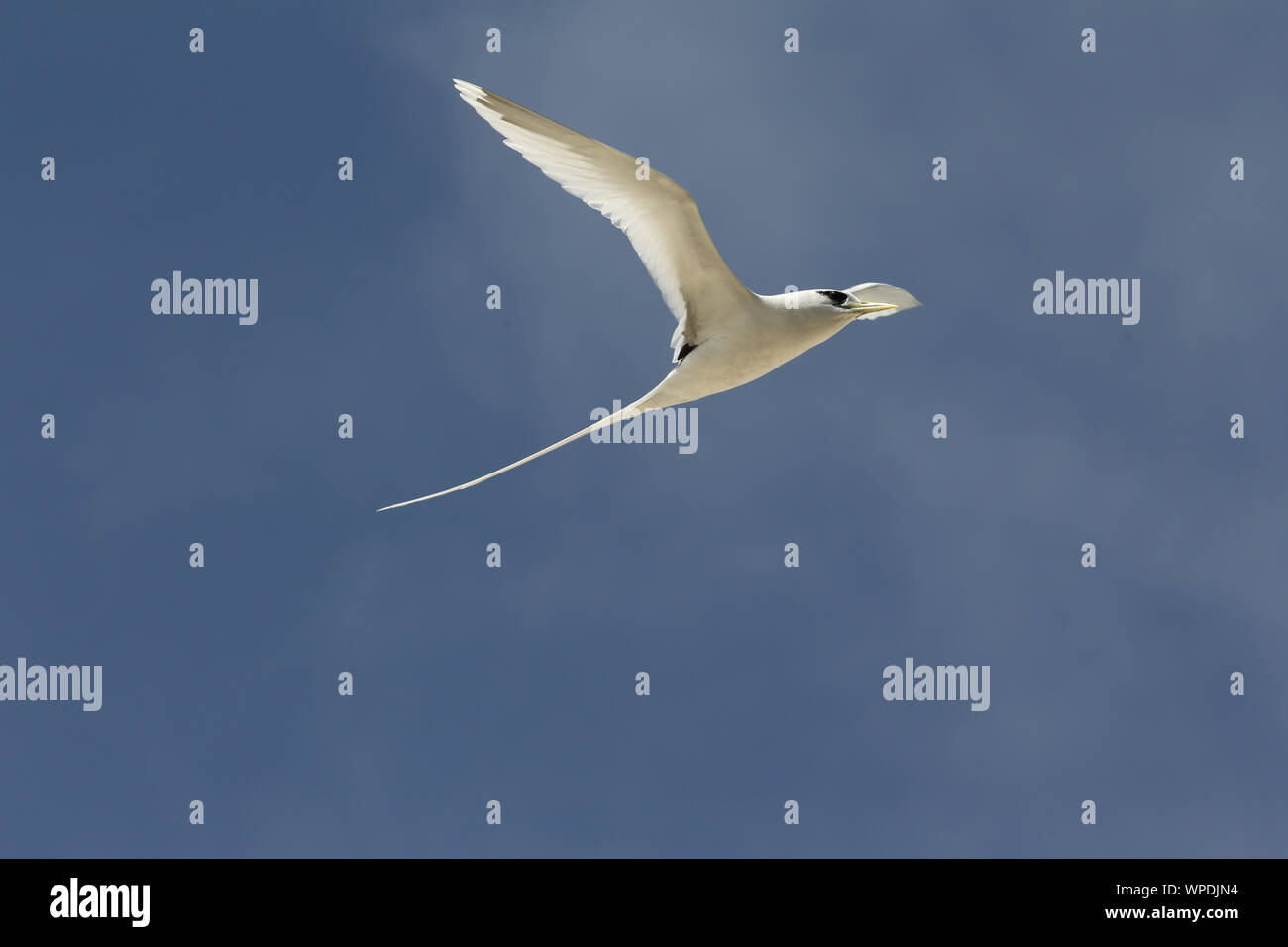White tailed tropic bird hi-res stock photography and images - Alamy