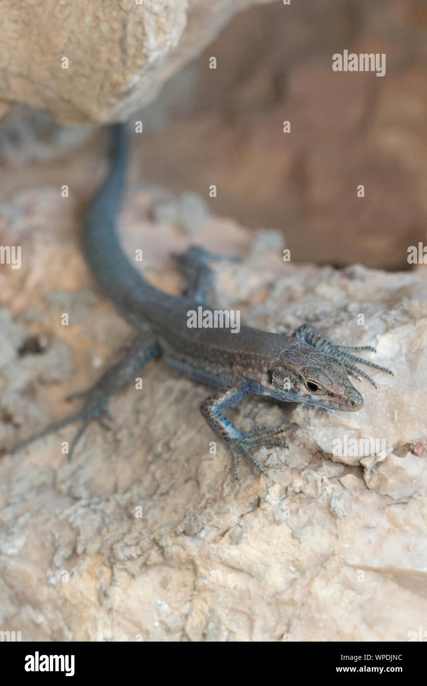 Balearic wall lizard podarcis lilfordi hi-res stock photography and ...