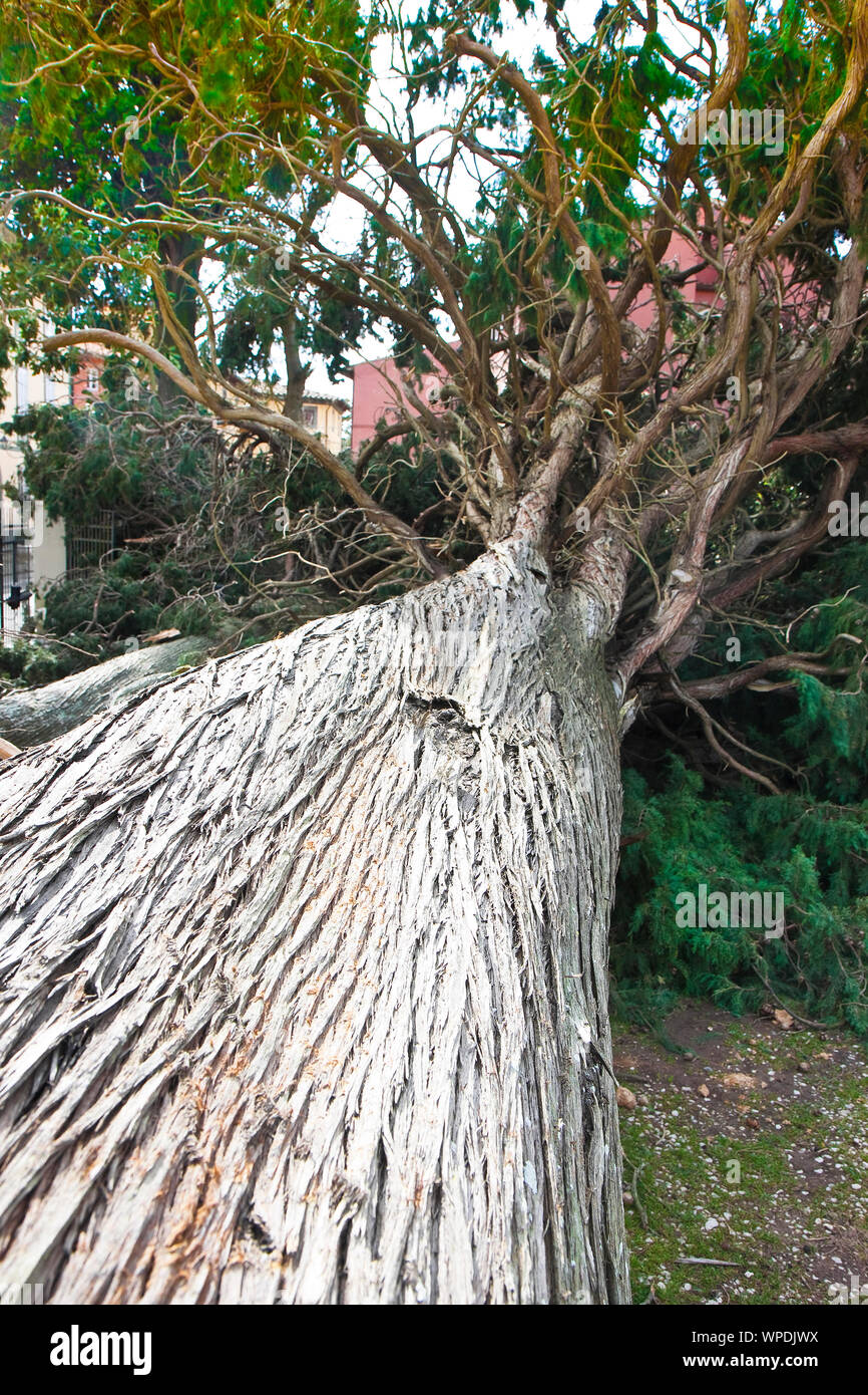 Cypress tree fallen after a wind storm Stock Photo - Alamy
