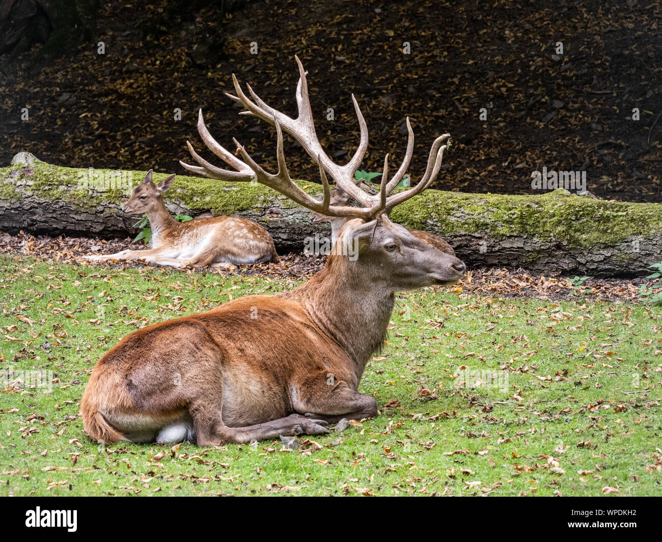 Germany Harz a huge resting roebuck on the fields Stock Photo - Alamy