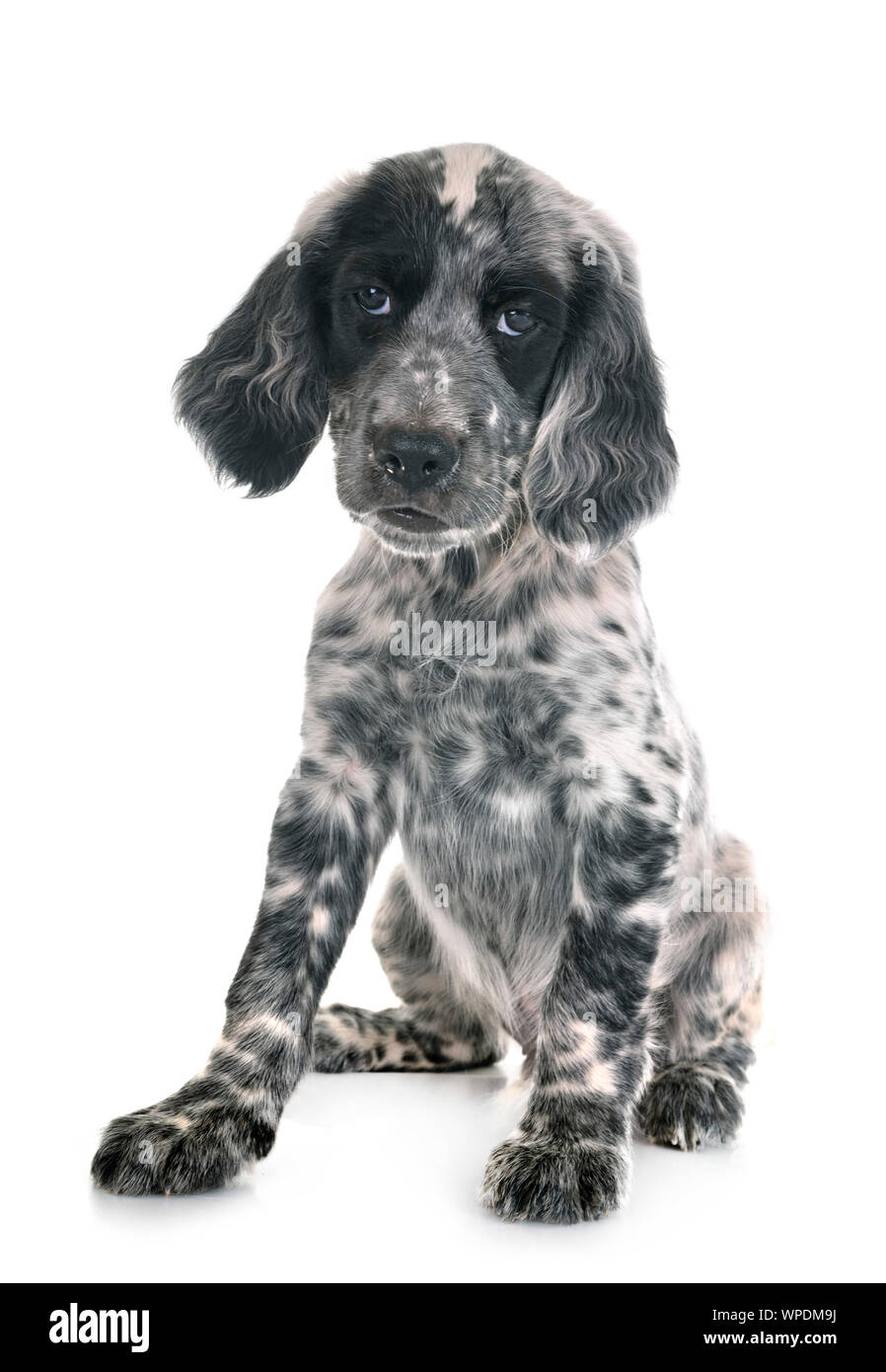 puppy english setter in front of white background Stock Photo - Alamy