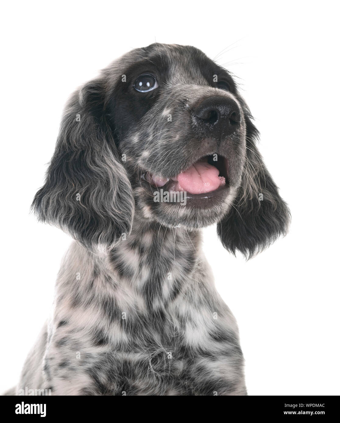 puppy english setter in front of white background Stock Photo - Alamy