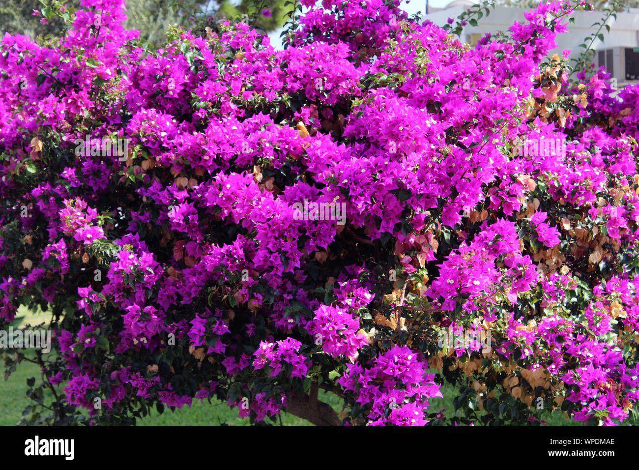 Green bush pink flowers hi-res stock photography and images - Alamy
