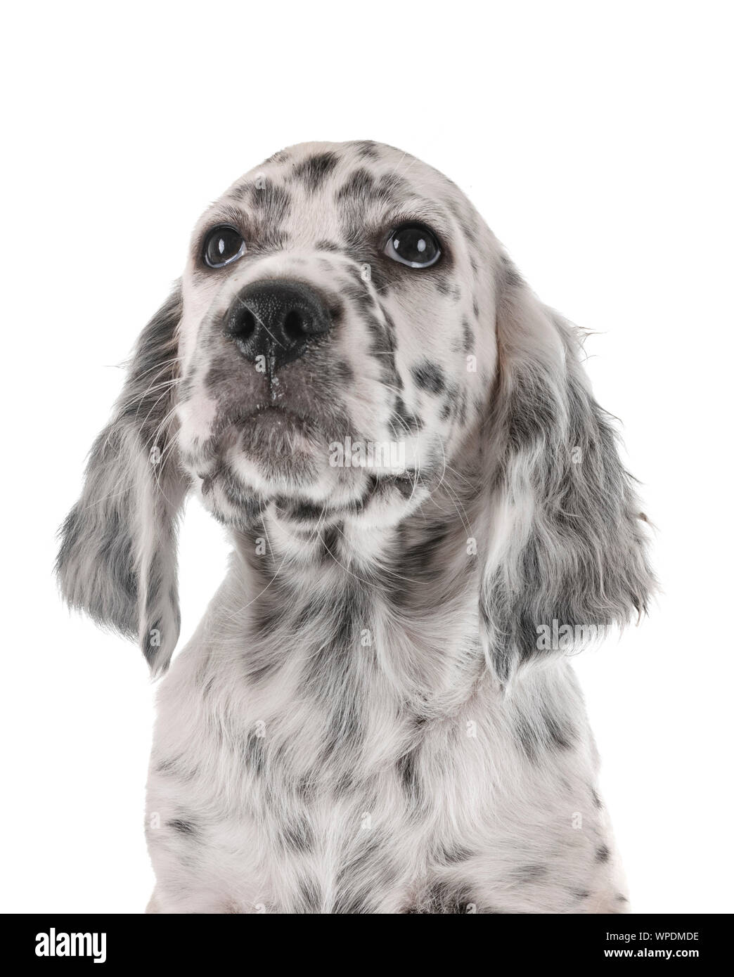 puppy english setter in front of white background Stock Photo - Alamy