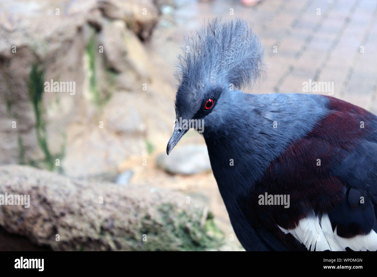 Blue Goura Cristata Bird Stock Photo - Alamy