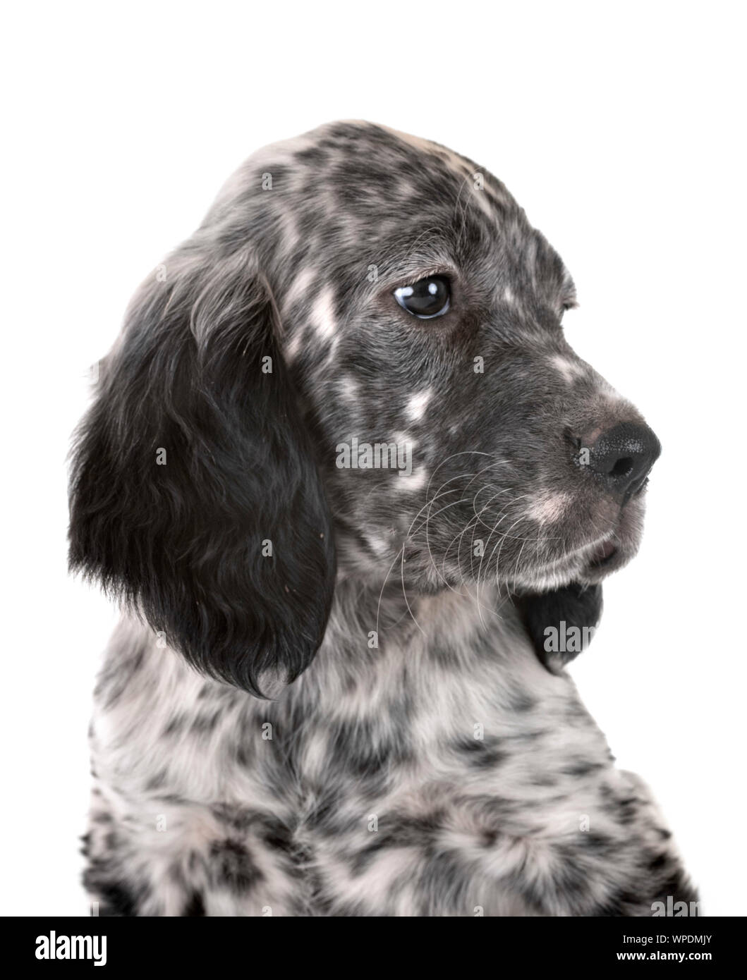 puppy english setter in front of white background Stock Photo - Alamy
