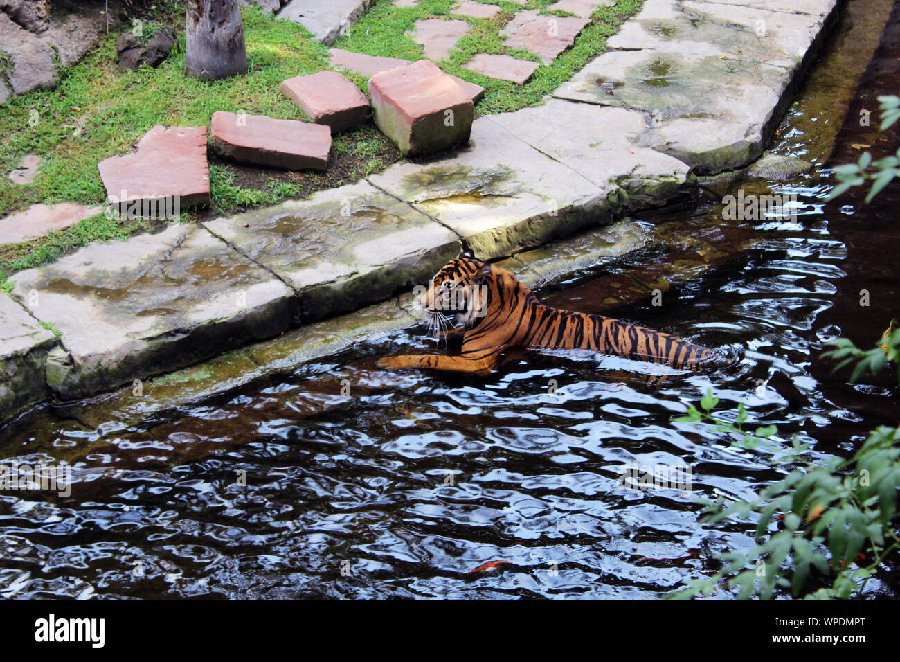 Wet tiger hi-res stock photography and images - Alamy