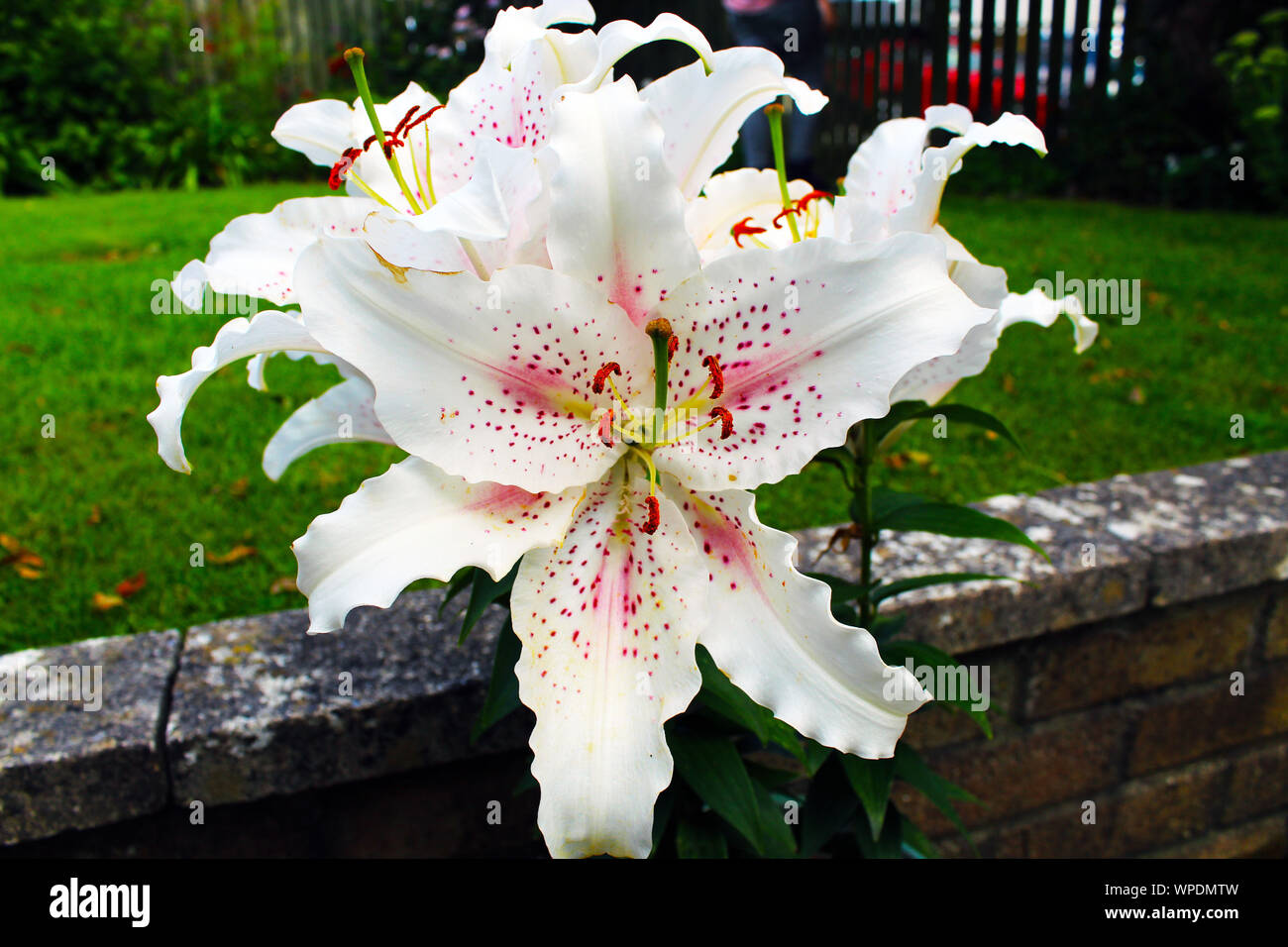 White Spotty Garden Flower Stock Photo - Alamy