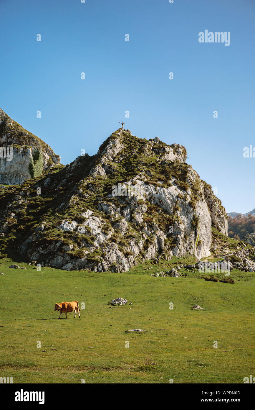 Rock mountain cow hi-res stock photography and images - Alamy