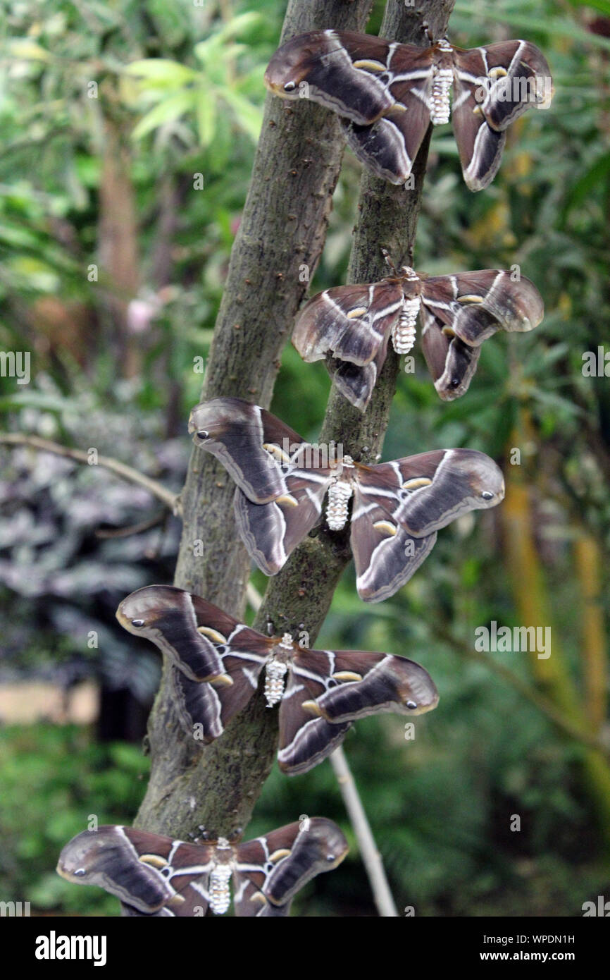 Samia Ricini Butterflies Stock Photo - Alamy