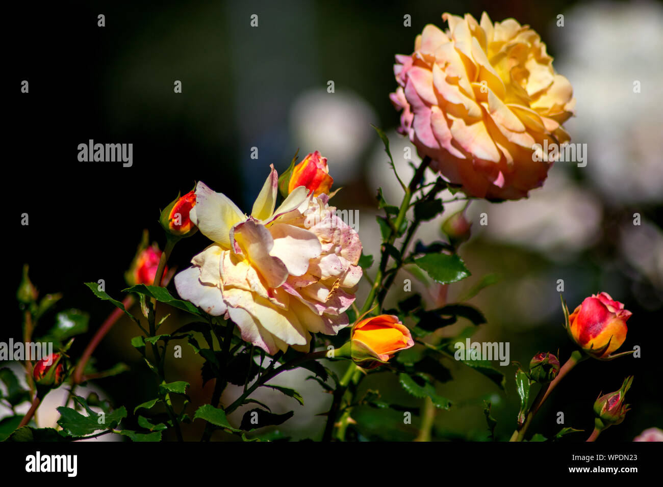 The color game of roses Stock Photo - Alamy
